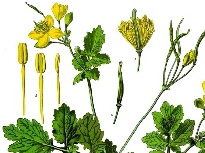 TRATAMENTE NATURISTE. Planta care vindecă ficatul bolnav - MyTex.ro