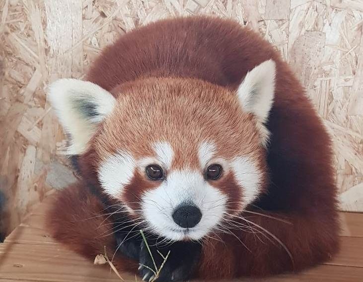 [ViDEO] Update BRAŞOV. Primele imagini cu adorabila Peggy, noua ...