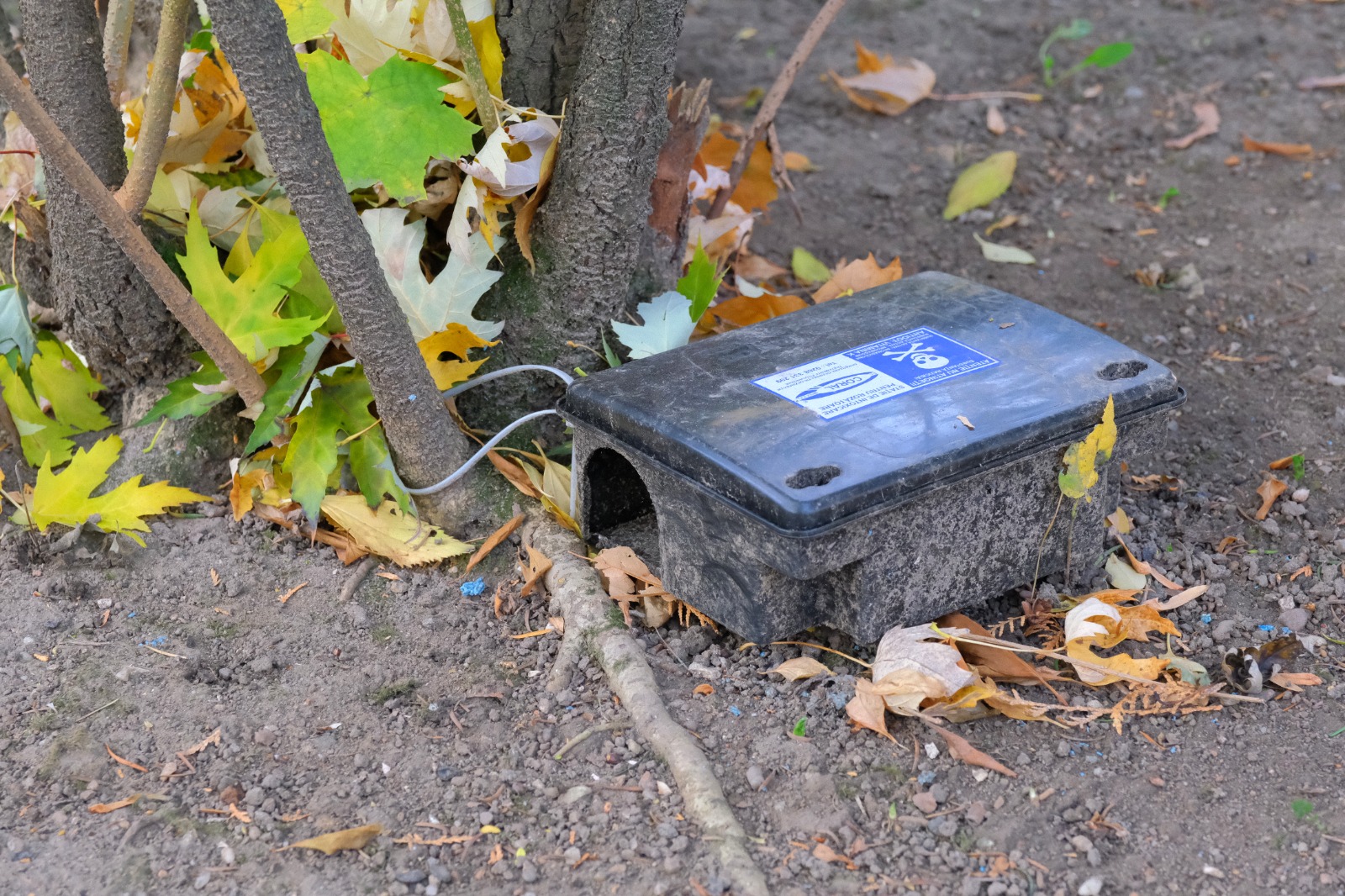 Primăria Brașov. Prima campanie de deratizare din 2023 - MyTex.ro