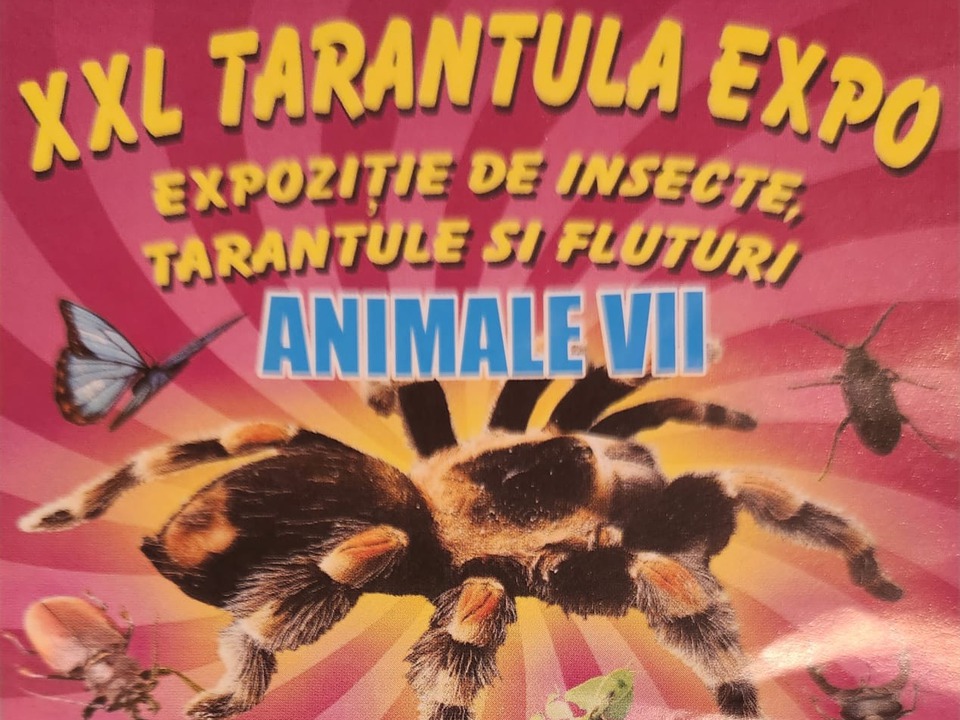 XXL Tarantula Expo a ajuns la Brașov - MyTex.ro