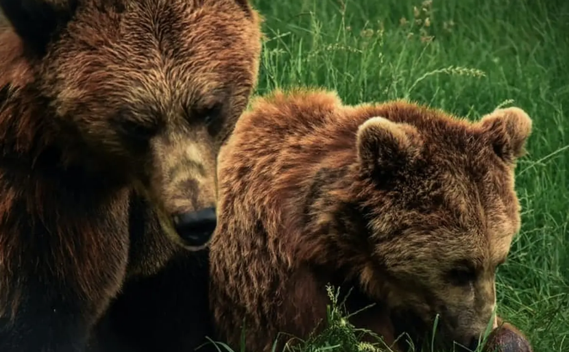 S-a aflat câți urși trăiesc în România / Recensământul s-a încheiat ...