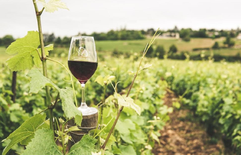 Chardonnay fermentat în tanc vs. cel fermentat în butoaie de lemn. Ce ...