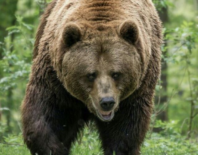 34 de urși din județul Brașov pot fi omorâți - MyTex.ro