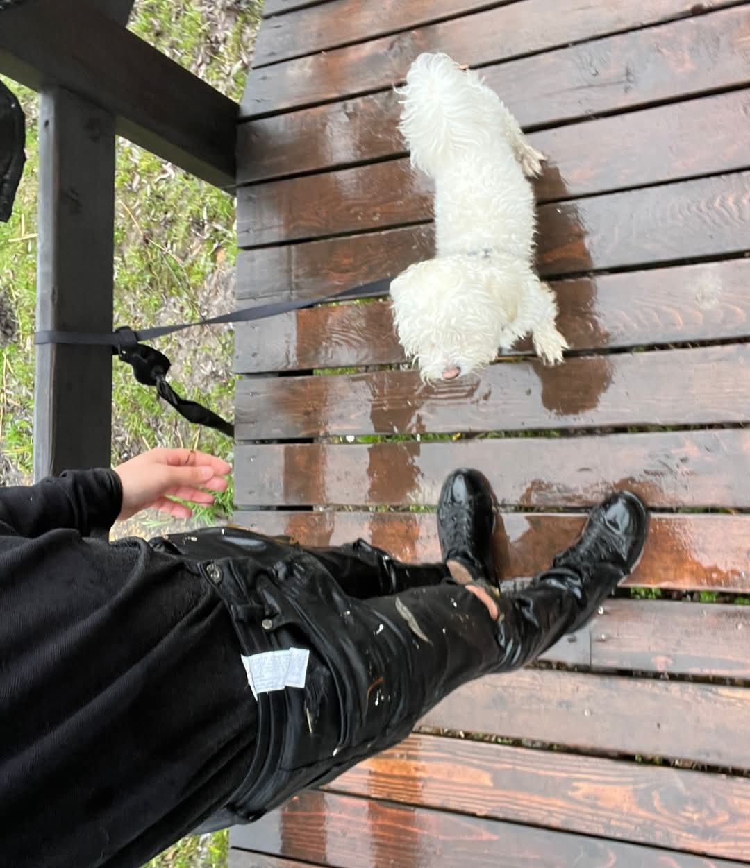 Un brașovean care își plimba cățelul a sărit în lacul din parcul Noua ...