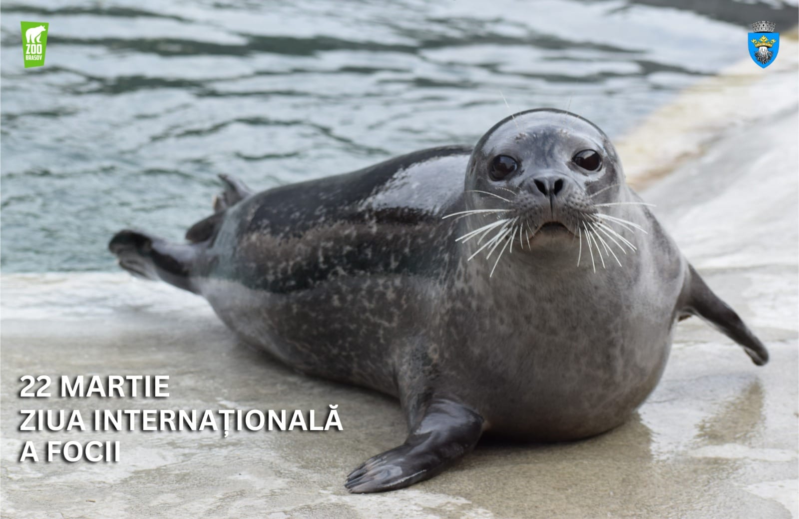 Ziua Internațională a Focii la Zoo Brașov - MyTex.ro