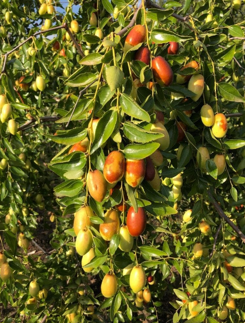 Un nou fruct produs la Dăbuleni le ia faţa pepenilor / Soiul surpriză ...