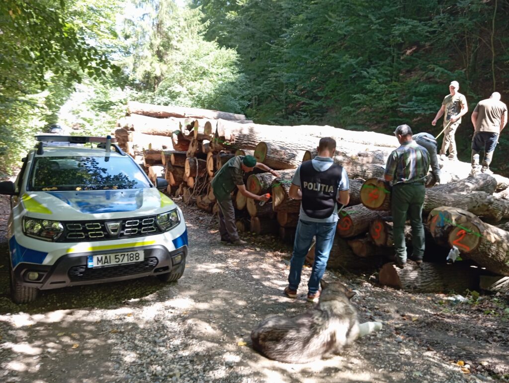 Dosar penal după un control la un ocol silvic din județul Brașov - MyTex.ro