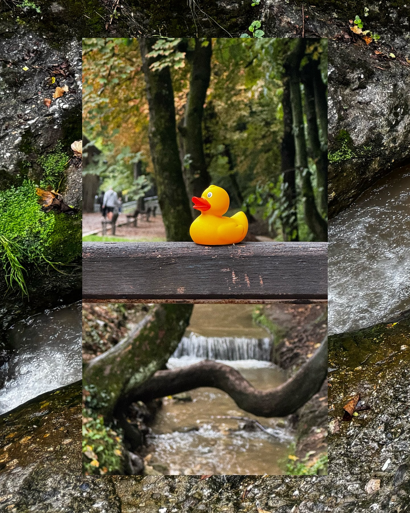 Cursă de rățuște pe pârâul Graft. Care e scopul? - MyTex.ro